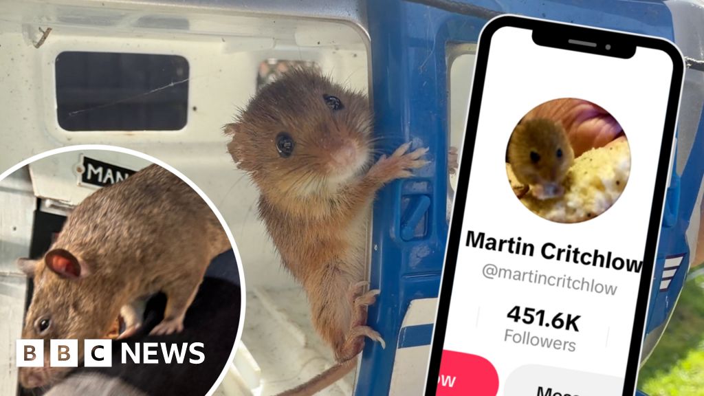 Mr Jingles and Ruby: The internet famous rodents - BBC News