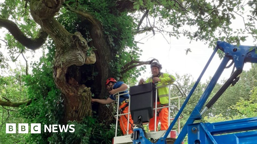 Ancient Remedy Oak tree supported after limb collapse