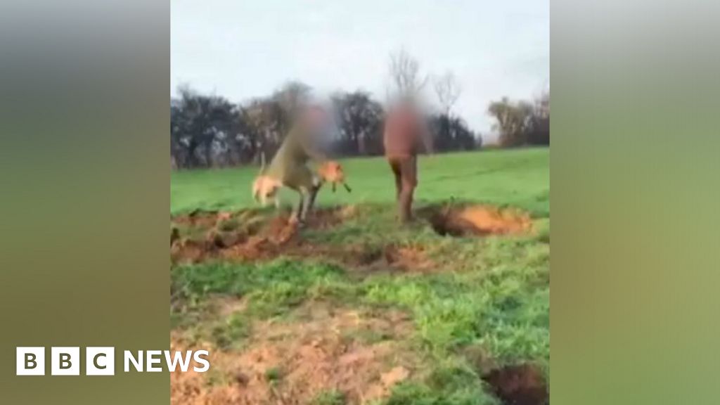 Trial set for man accused of Wiltshire fox-attack offences - BBC News