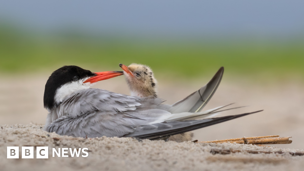 Bird flu causes 'dramatic decline' in Northern Ireland seabirds