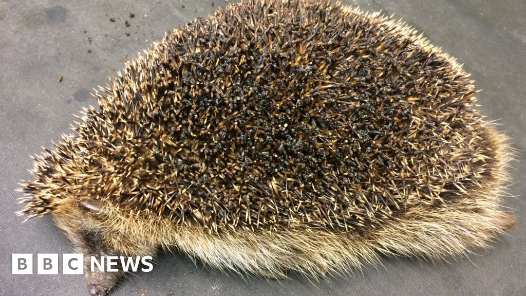 Redruth hedgehog fire attack 'horrific' - BBC News