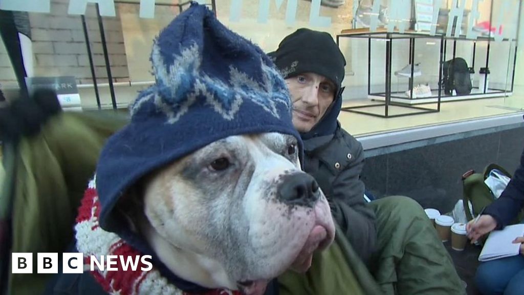 Care for the Paw aids homeless dogs - BBC News