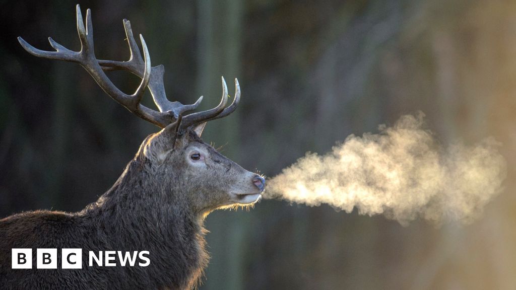 Red deer culls using helicopters criticised - BBC News