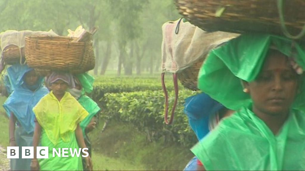 Living conditions on an Assam tea estate - BBC News