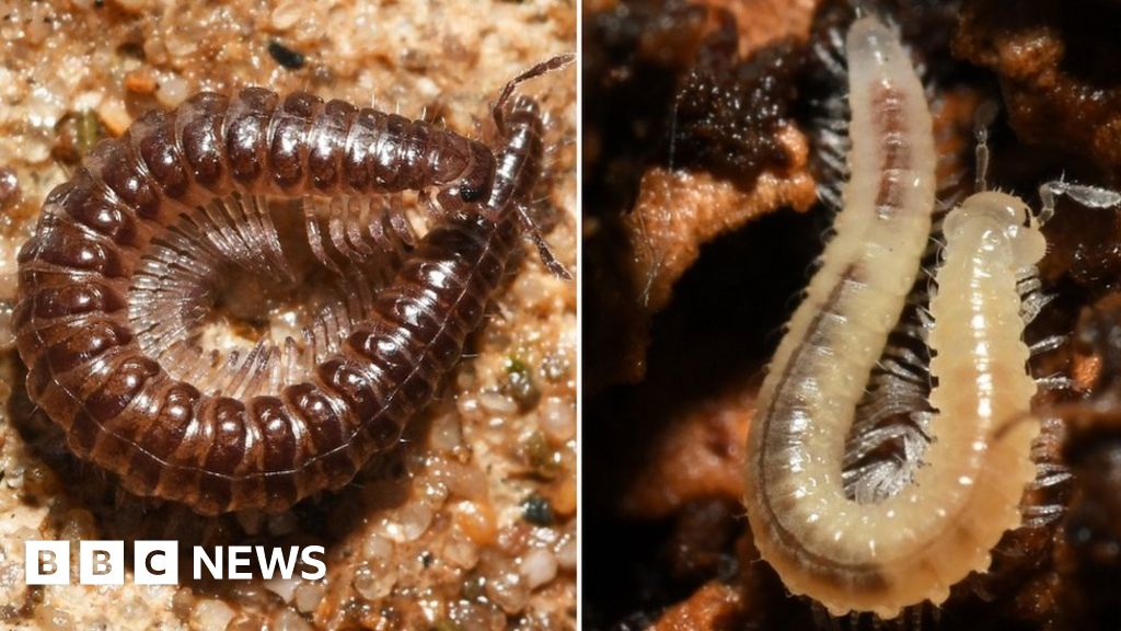Coal tip repairs threaten rare wildlife, ecologists warn - BBC News
