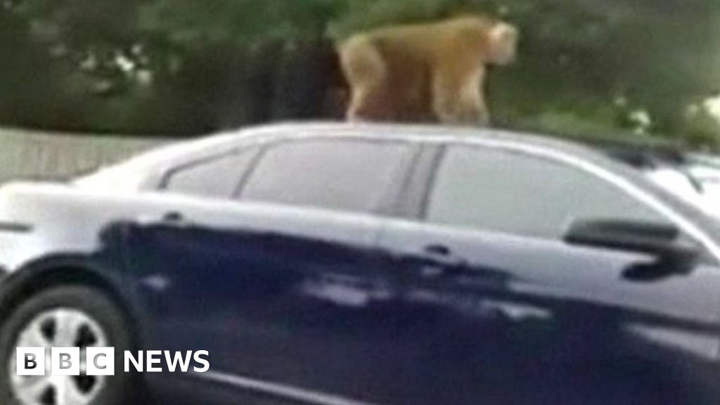 Escaped Florida monkey damages police car - BBC News