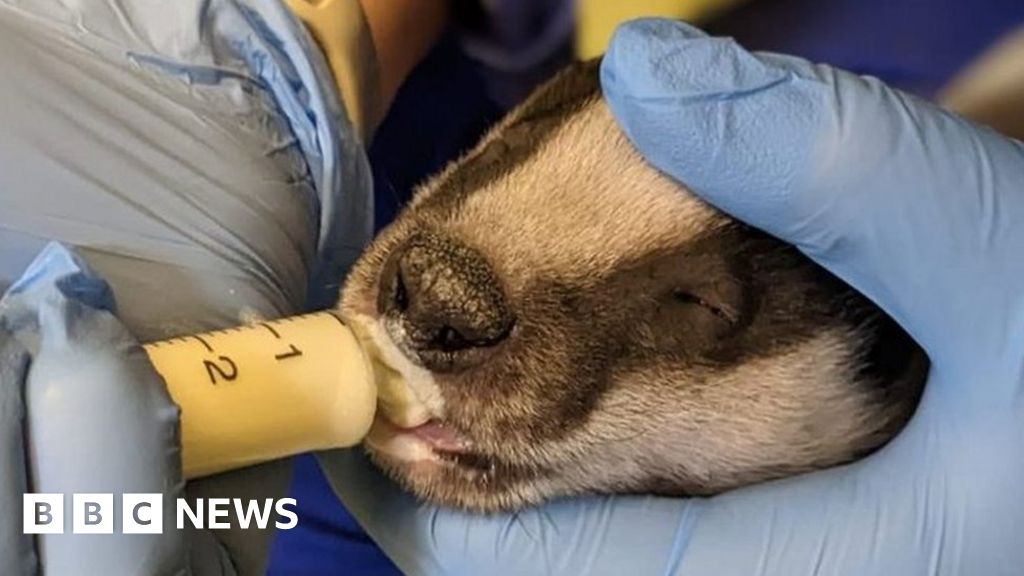Frozen baby badger doing well in Norfolk, says RSPCA
