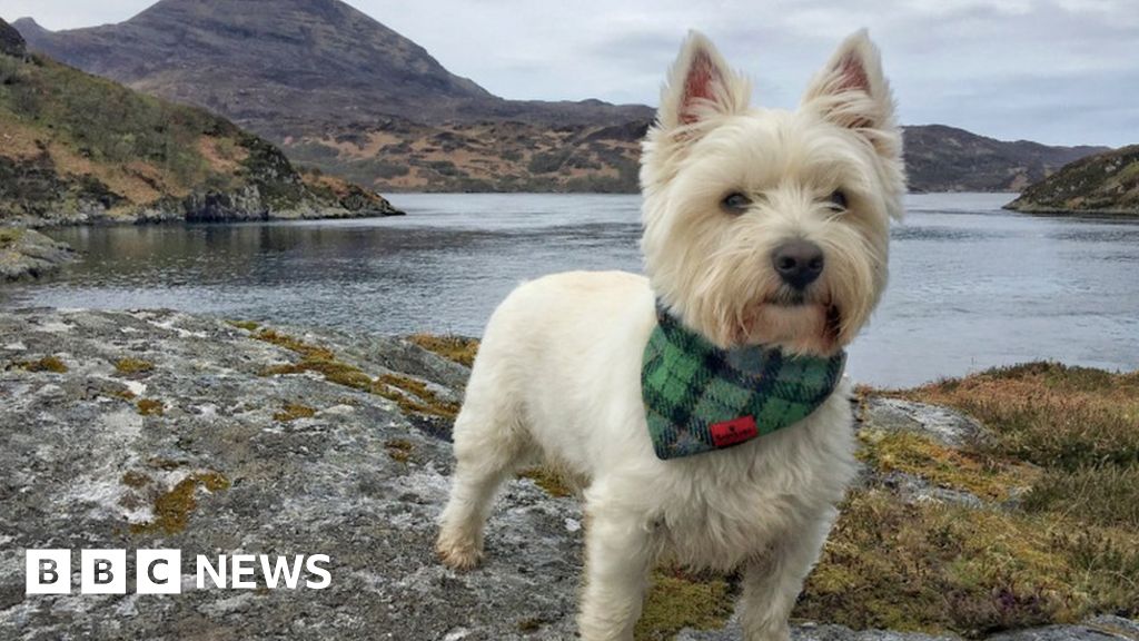 Meet Scotland's 'most well-travelled dog'