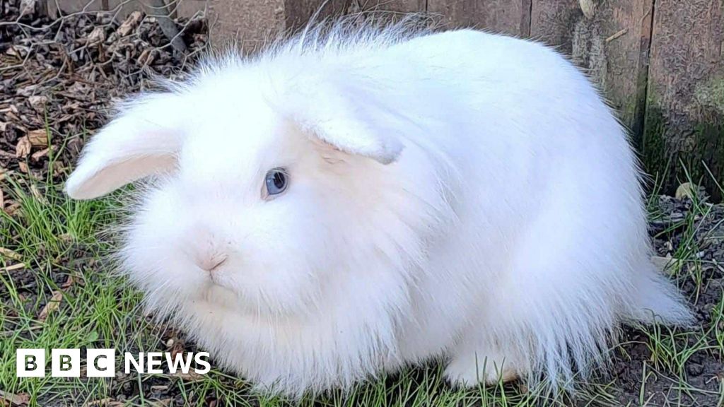 Rabbit theft from Ouseburn farm 'a violation', says charity