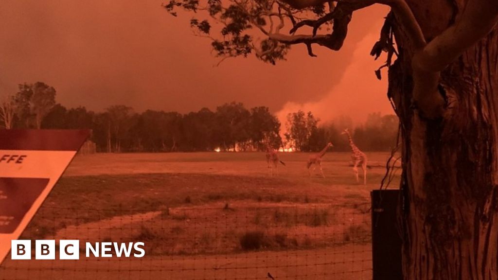 The Australian zoo that was 'smashed' twice - BBC News