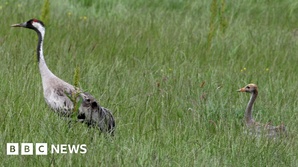 Record number of breeding pairs of cranes in Scotland - BBC News