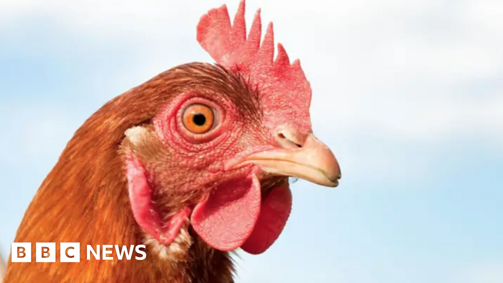 Bird flu restrictions in County Durham extended to Darlington