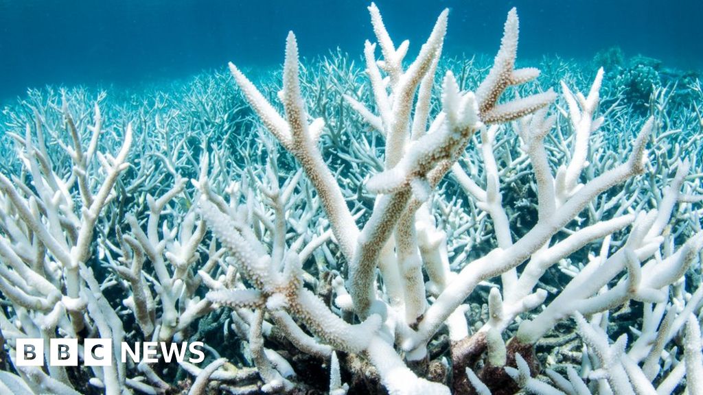 Great Barrier Reef survival relies on halting warming, study warns ... Great Barrier Reef survival relies on halting warming, study warns ...