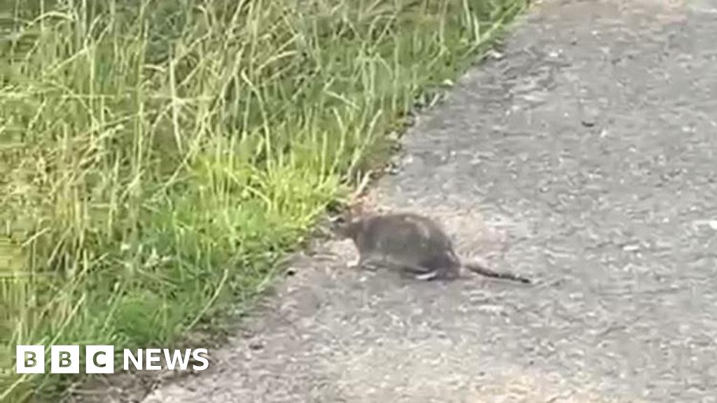 Concern over rats at County Hall in Worcester - BBC News