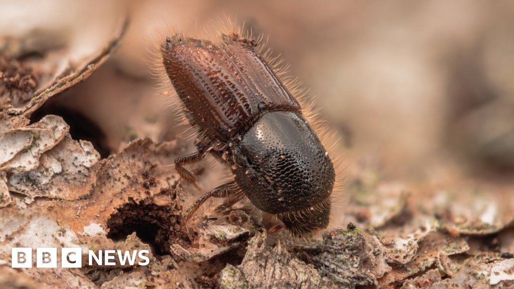 Spruce tree planting ban over beetle pest fears in East and South - BBC ...