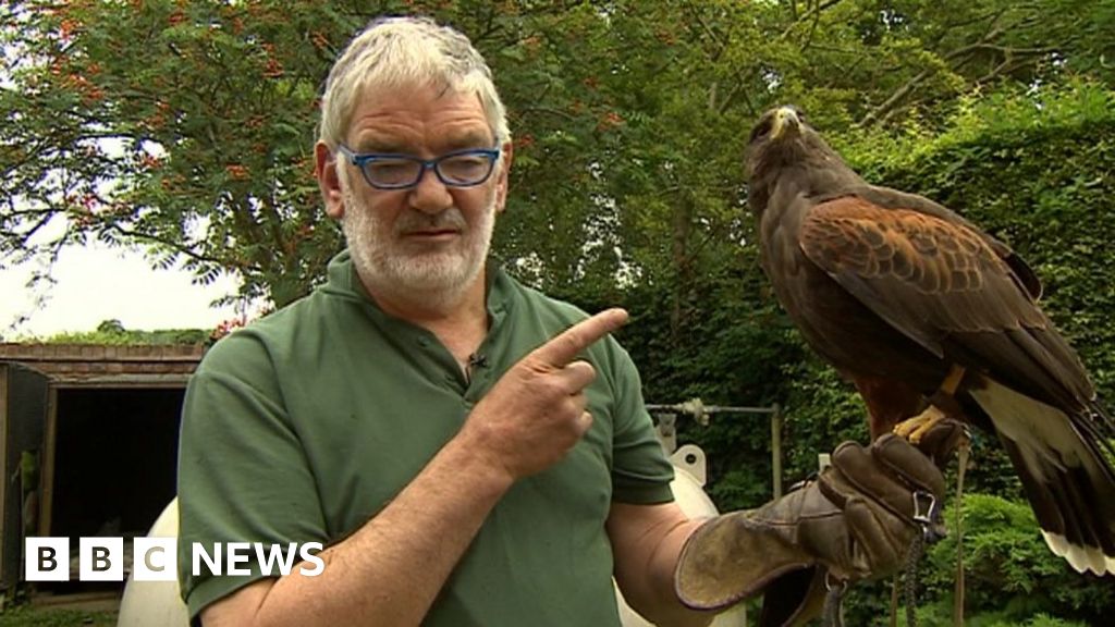 Cubbington falconer 'uprooted' by HS2 wins compensation battle - BBC News