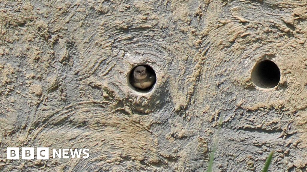 First sand martin chicks spotted at Washington Wetland Centre