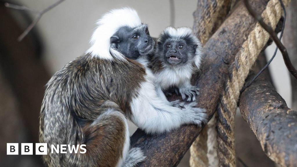 Marwell Zoo announces birth of rare cotton-top tamarin monkey - BBC News