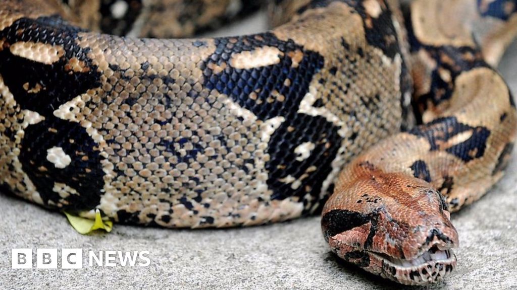 Boa constrictor 911 call released
