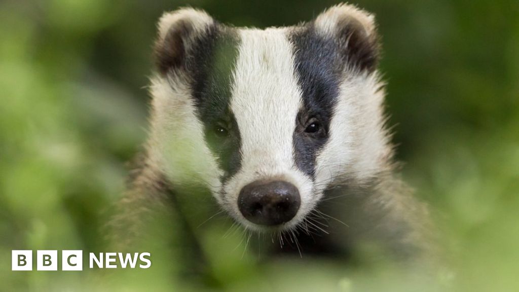 Badgers lead mammal roadkill list