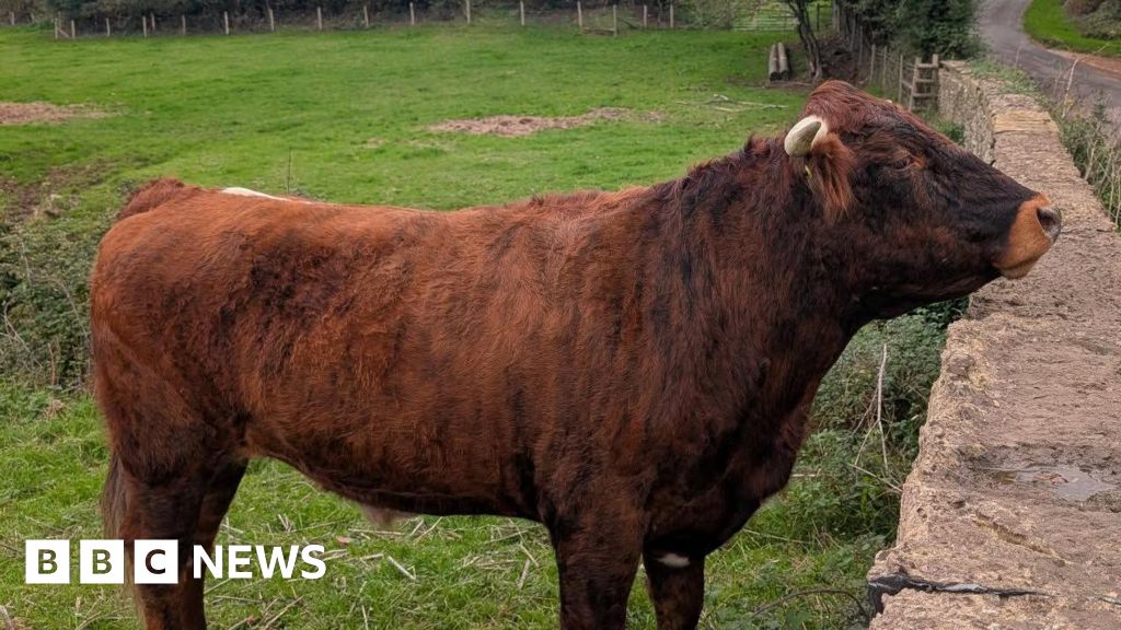 Headlines: 'Runaway cow' and 'Weston beach race preparations'
