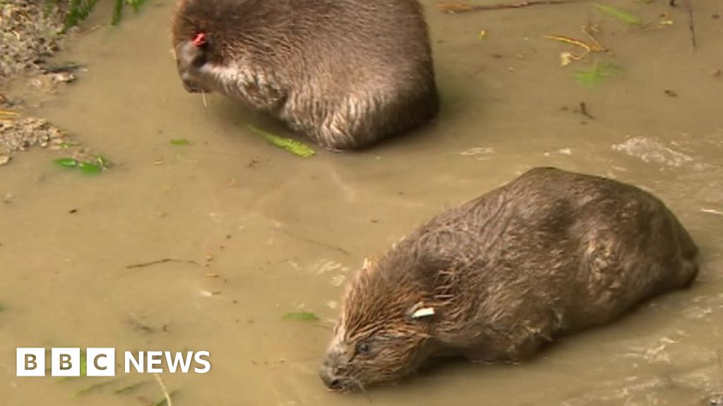 Forest of Dean beavers moved over tapeworm fear