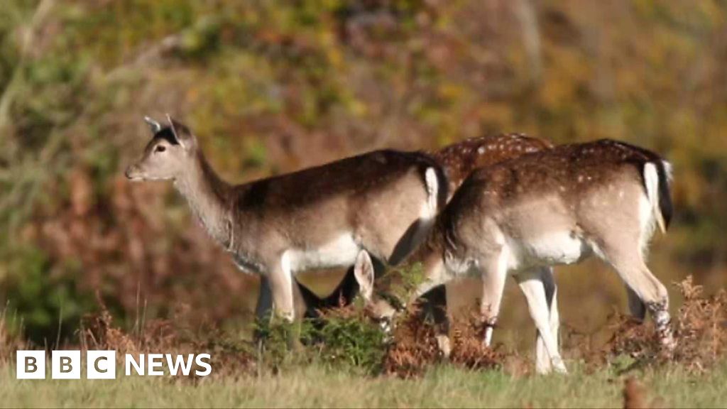 Ashdown Forest deer cull 'necessary to save lives'