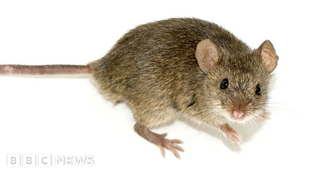 Global implications for NZ 'Million Dollar Mouse' success - BBC News