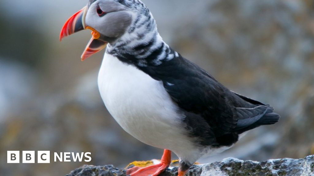 Mixed breeding season for Scotland's seabirds, says RSPB - BBC News
