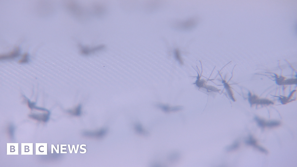 Why a Scottish lab is breeding mosquitoes - BBC News
