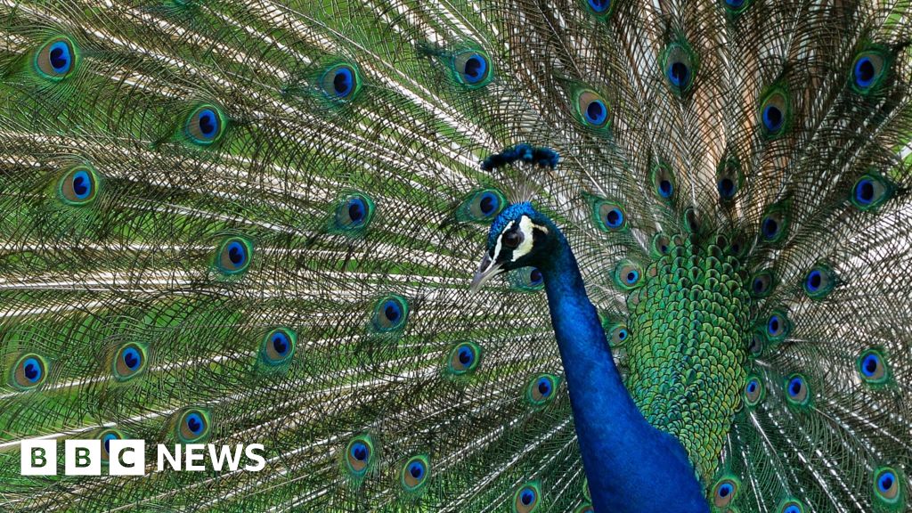 Quiz: Who's clipping peacocks' wings? - BBC News
