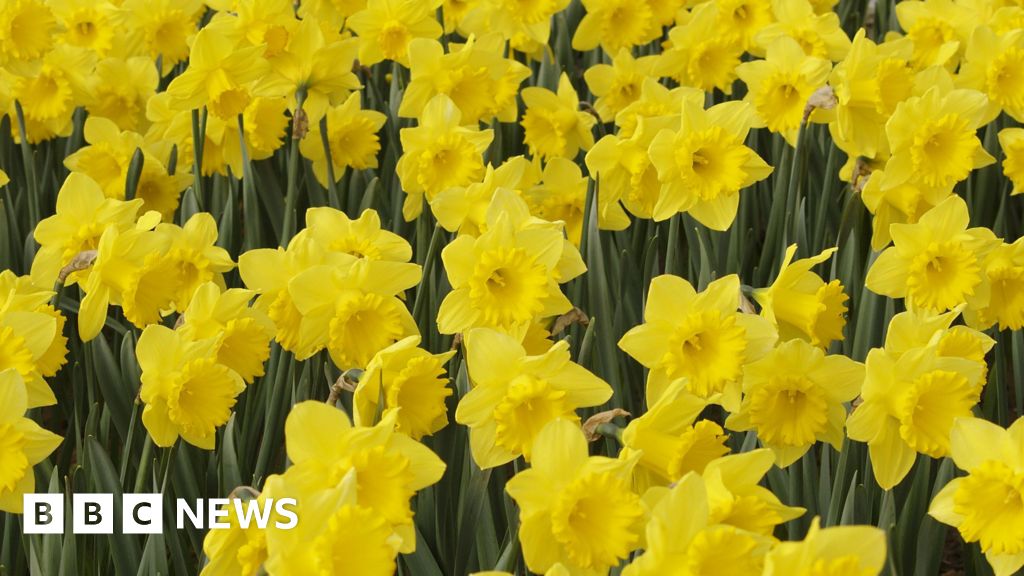 Alzheimer's drug using daffodils being researched by university