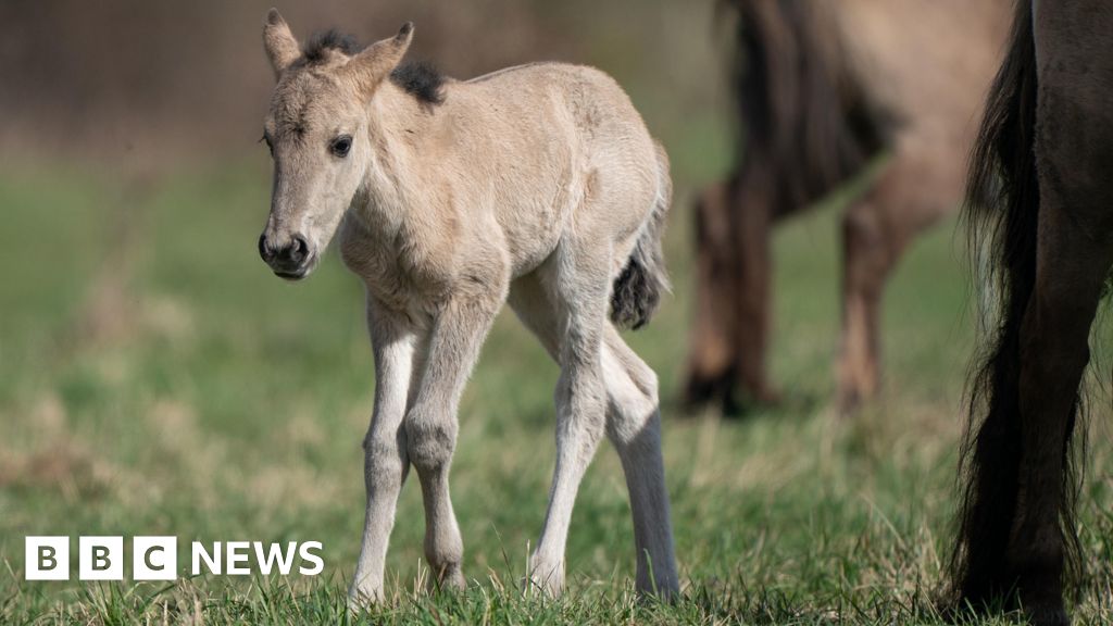 National Trust's Wicken Fen records first konik foal of the season