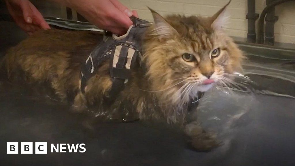 Maine Coon cross cat Titch takes hydrotherapy in his stride - BBC News