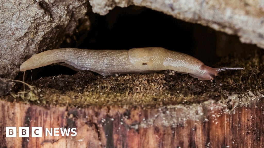 Slimy slugs inspire 'potentially lifesaving' medical glue - BBC News