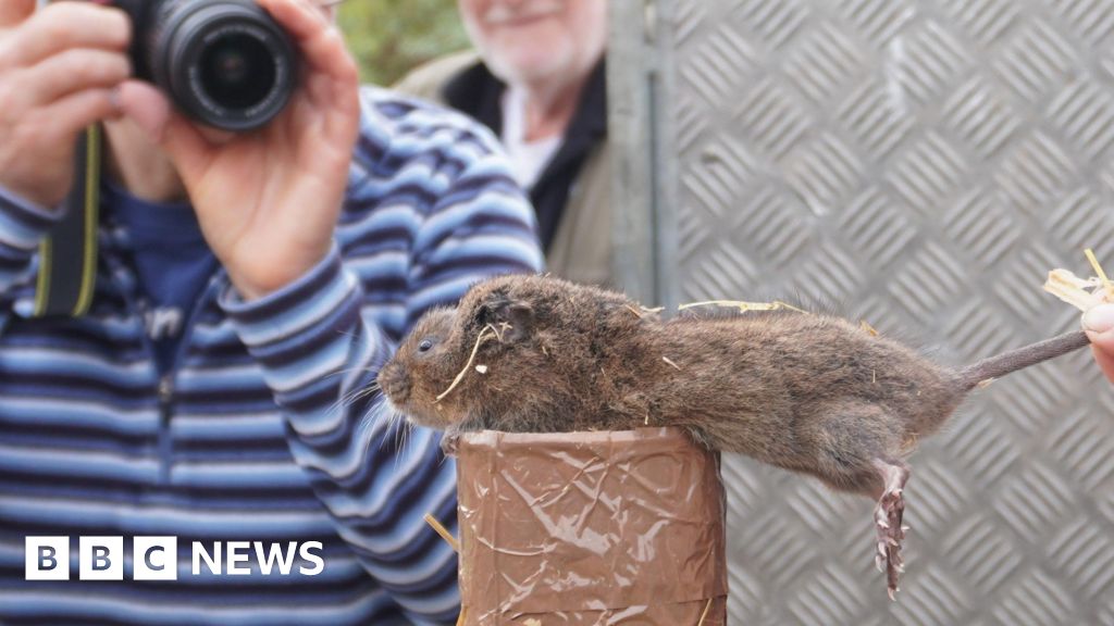 Water voles released into wild at Nottinghamshire nature reserve - BBC News
