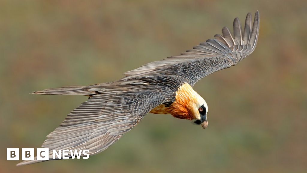 Bearded vulture spotted near Severn Bridge - BBC News