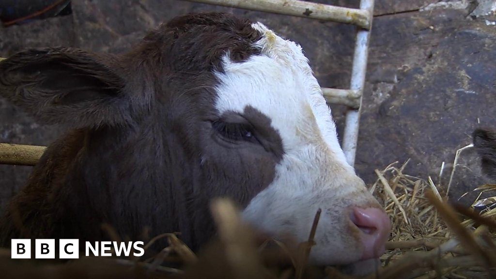 Orkney cow has four calves against all odds - BBC News