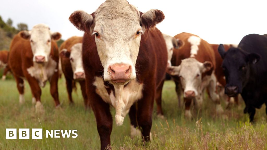 BSE case: Irish beef exports to China suspended