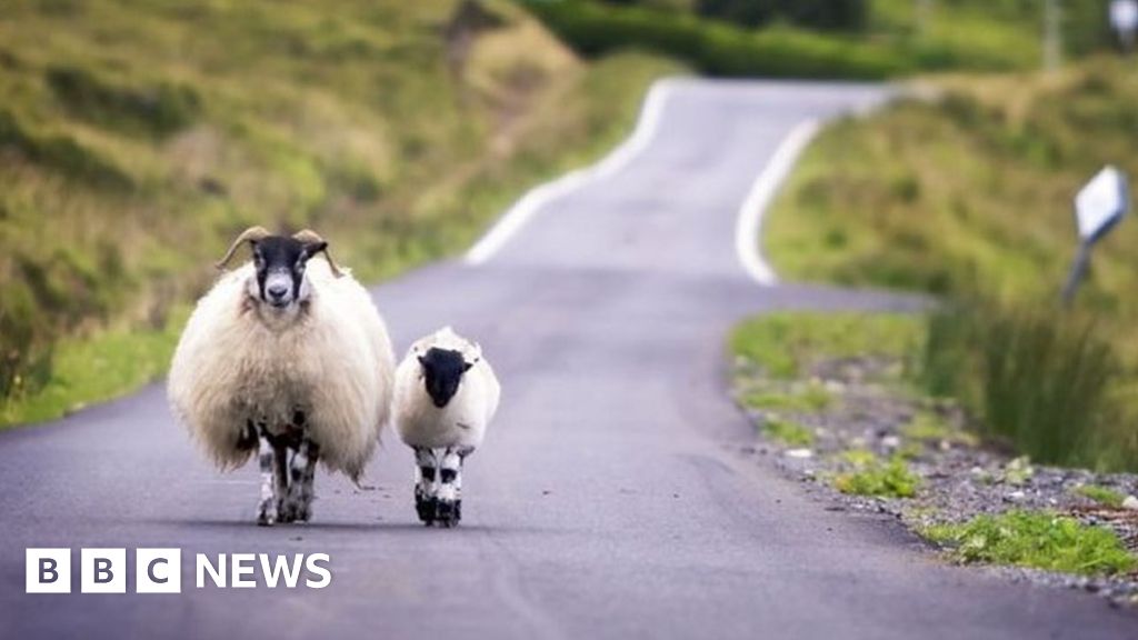 Lamb loses ear in sheep-worrying attack by dog in Pentland Hills