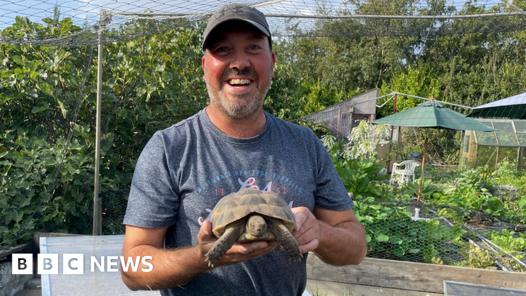Postman with 57 tortoises feeds them weeds collected after his round