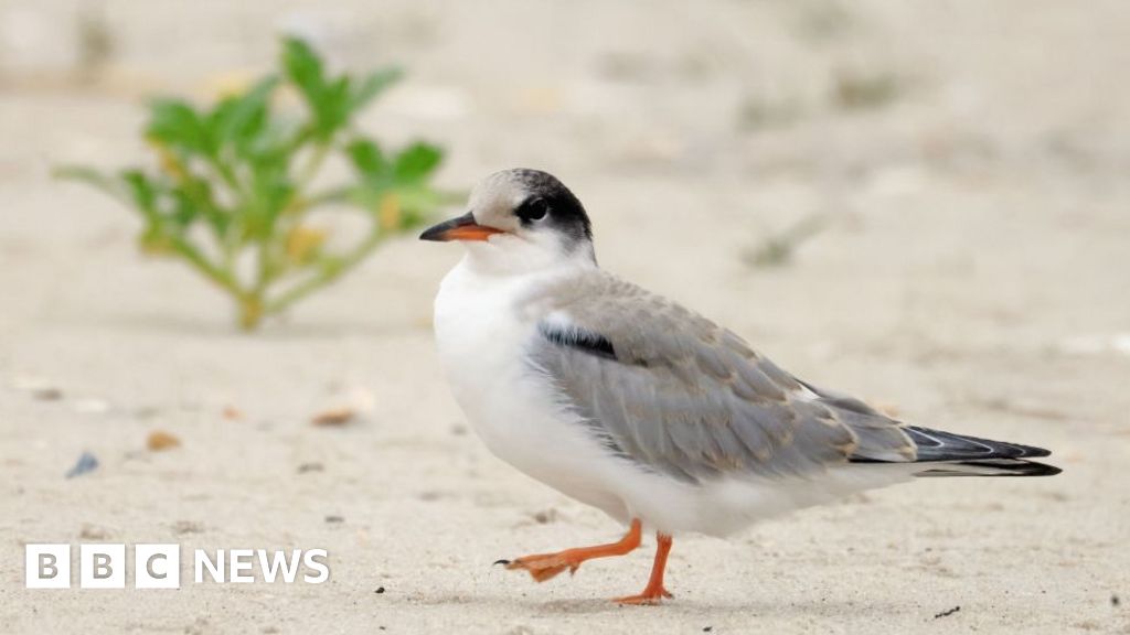 Bird flu affecting the future of at-risk Common Terns - BBC News