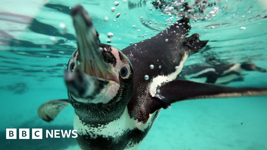 In pictures: The great London Zoo animal count - BBC News