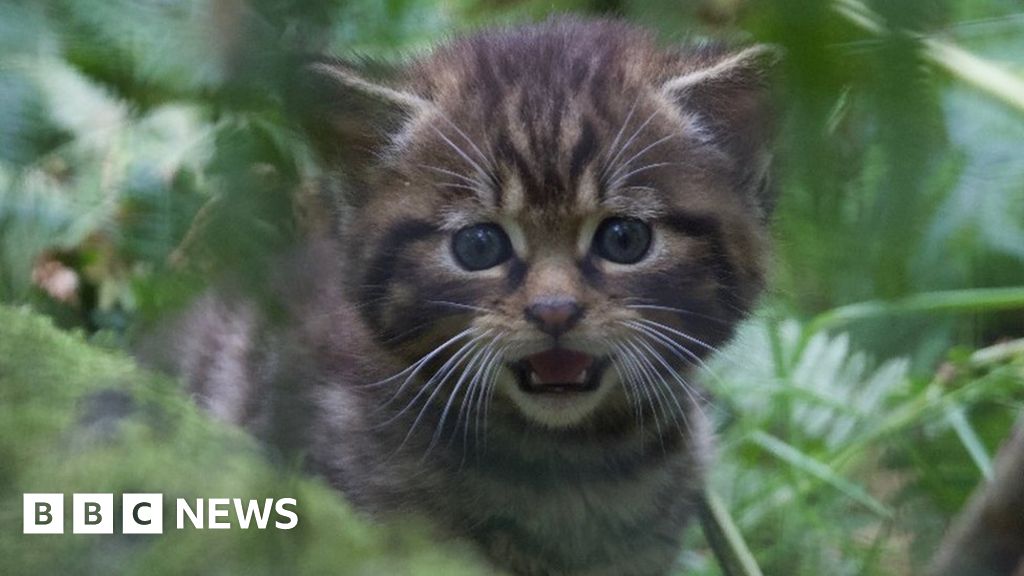 Wildcat kittens born at reserve in Sutherland - BBC News
