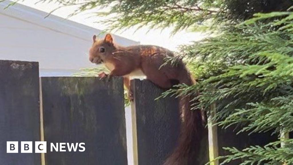 Rare sighting of red squirrel in Scotland's central belt - BBC News