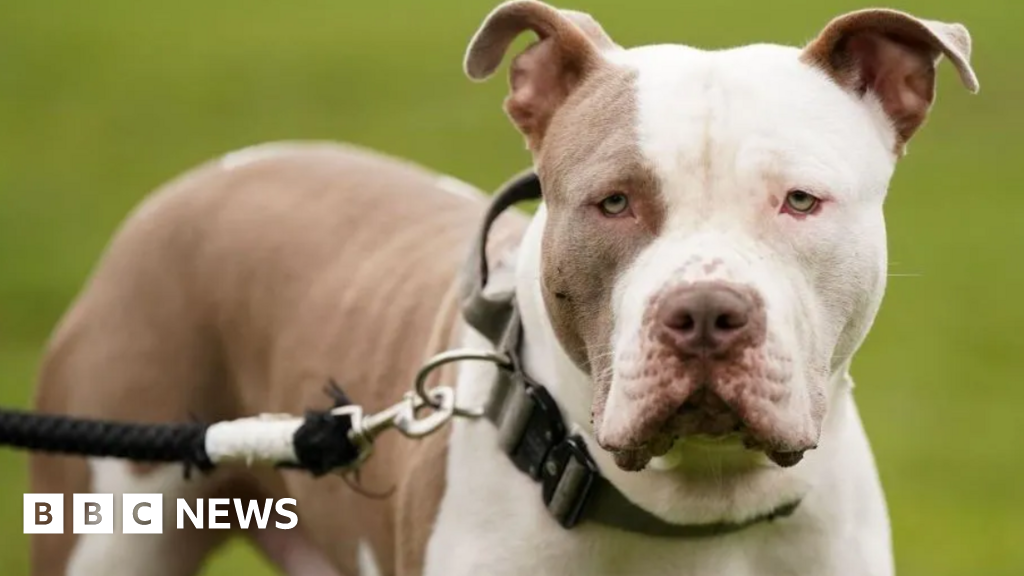 Brighton: Two XL bullies seized after dog killed in attack - BBC News
