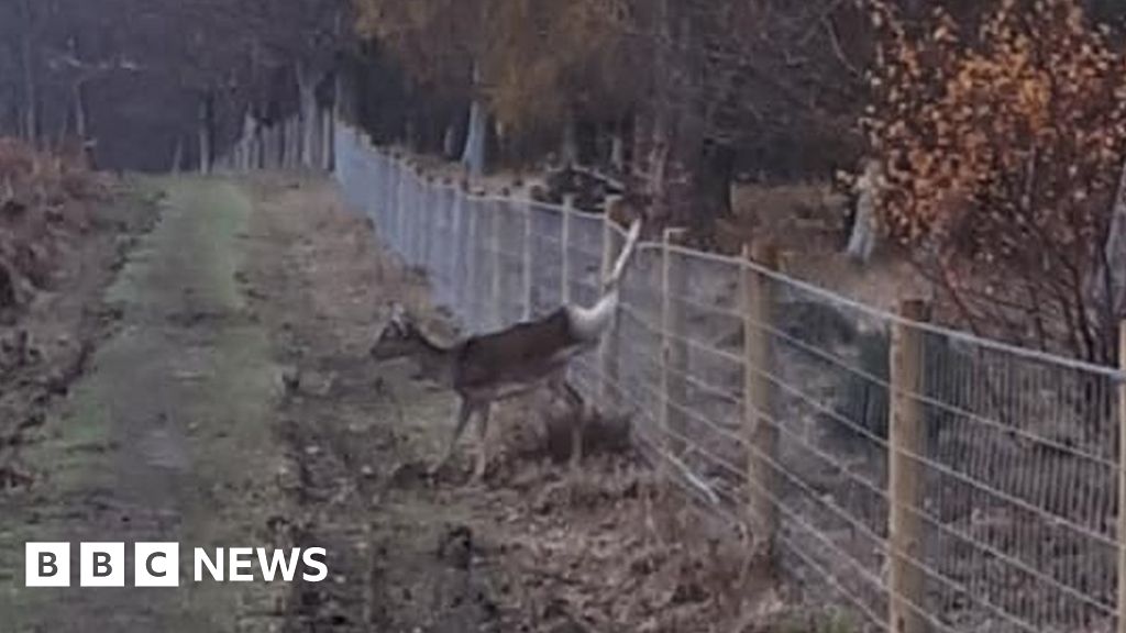 Forest of Dean upset over trapped deer fencing deaths - BBC News