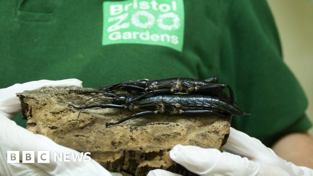 Rare stick insects breed at Bristol Zoo - BBC News