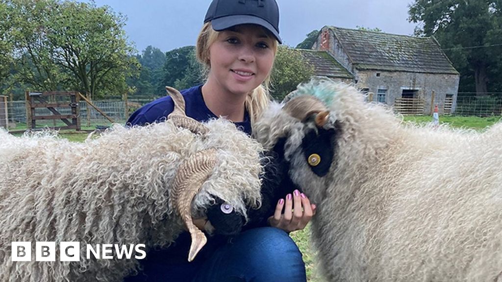 Masham: Therapy sheep help woman's cancer recovery - BBC News