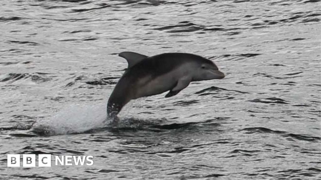 Irish whale strandings reach record numbers - BBC News